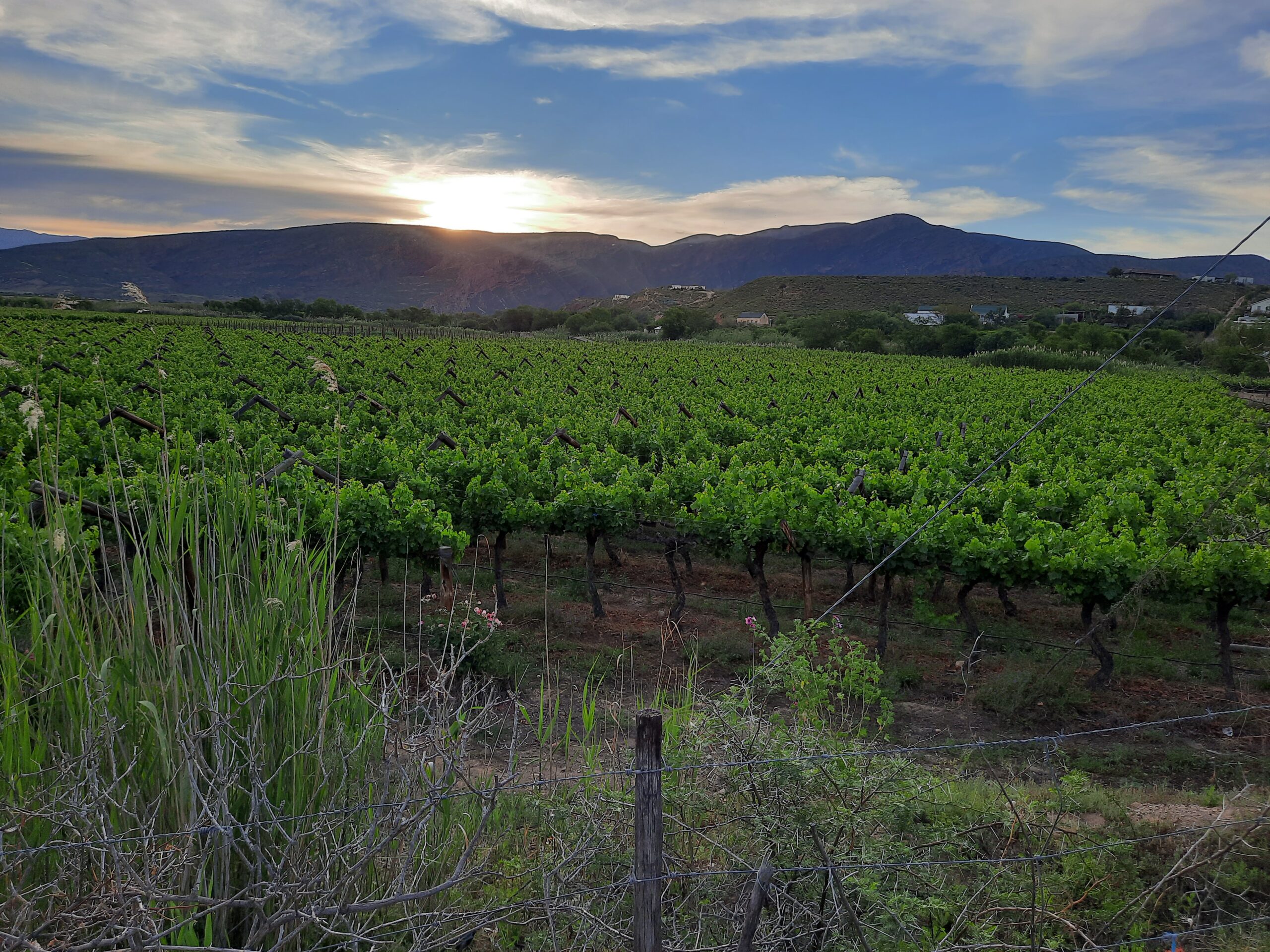 Calitzdorp | Port capital the place to be